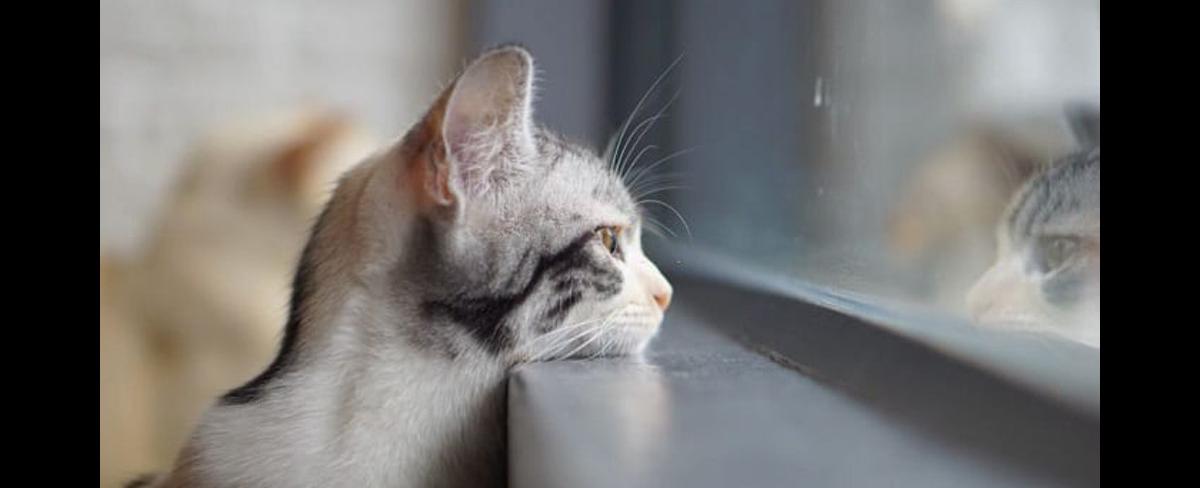 probably, possibly, likely 有什麼不同? | Teacher Sammy's English Language Blog