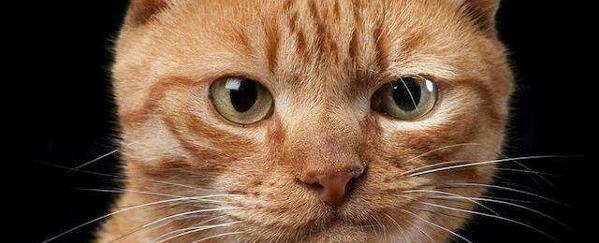 「schmuck」是什麼意思？ | Teacher Sammy's English Language Blog