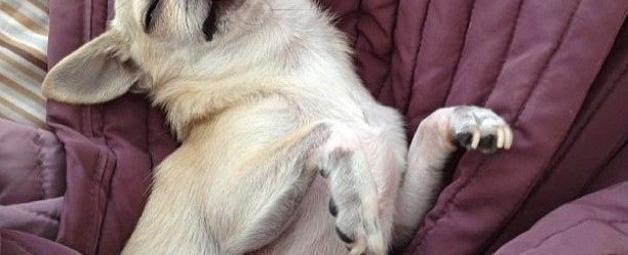 「He is a goner.」是什麼意思？ | Teacher Sammy's English Language Blog