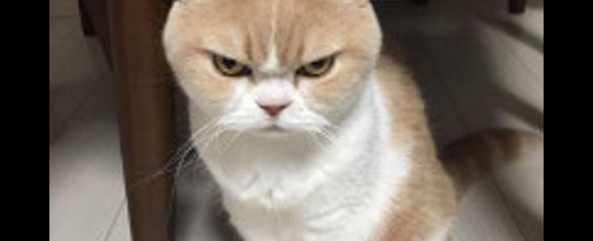 「pent-up」是什麼意思？ | Teacher Sammy's English Language Blog