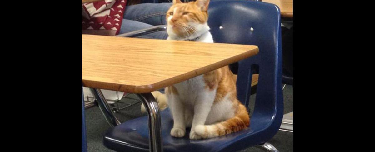 in class 和 in a class 有什麼不同？ | Teacher Sammy's English Language Blog