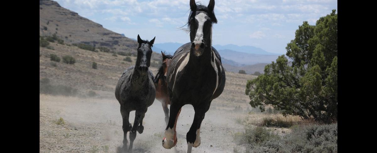 「trail-blazing」是什麼意思？ | Teacher Sammy's English Language Blog