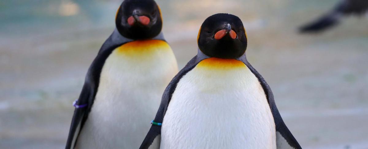 笑話 - Take the penguins to the zoo | Teacher Sammy's English Language Blog